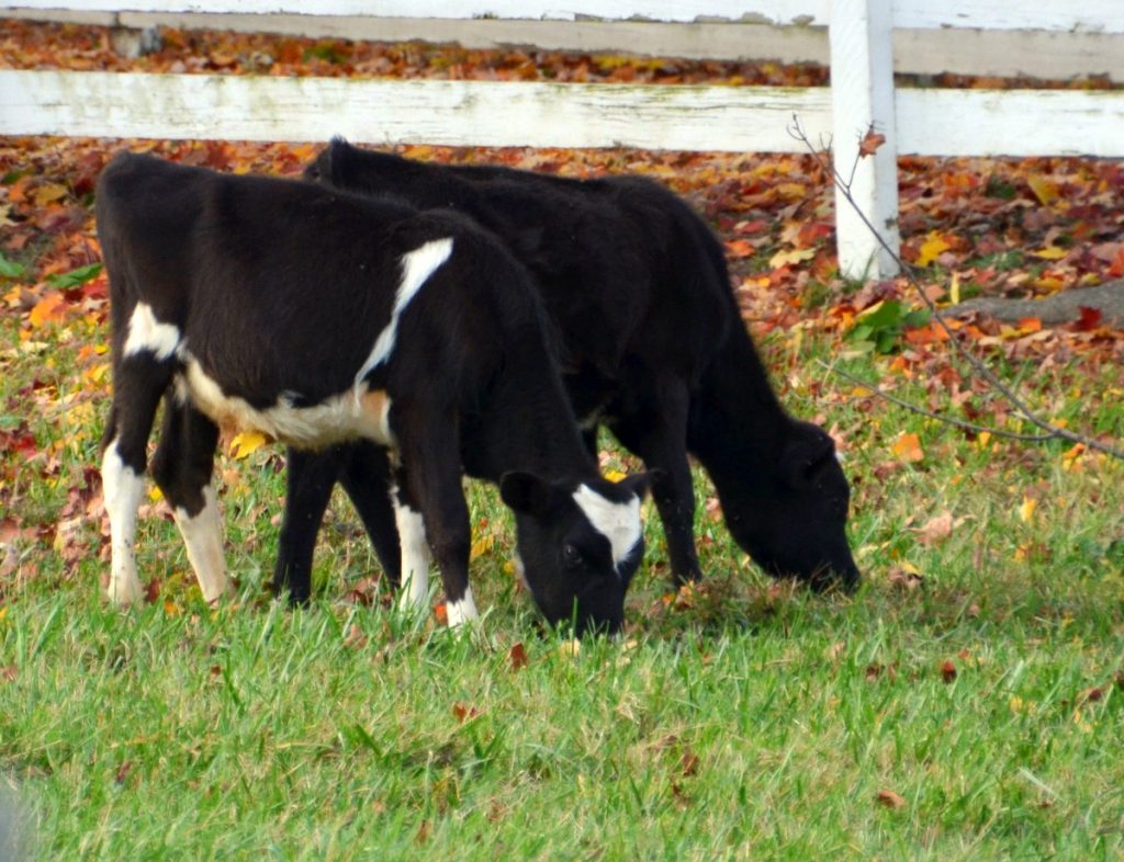 Flystrike Treatment for Livestock and Poultry - Countryside